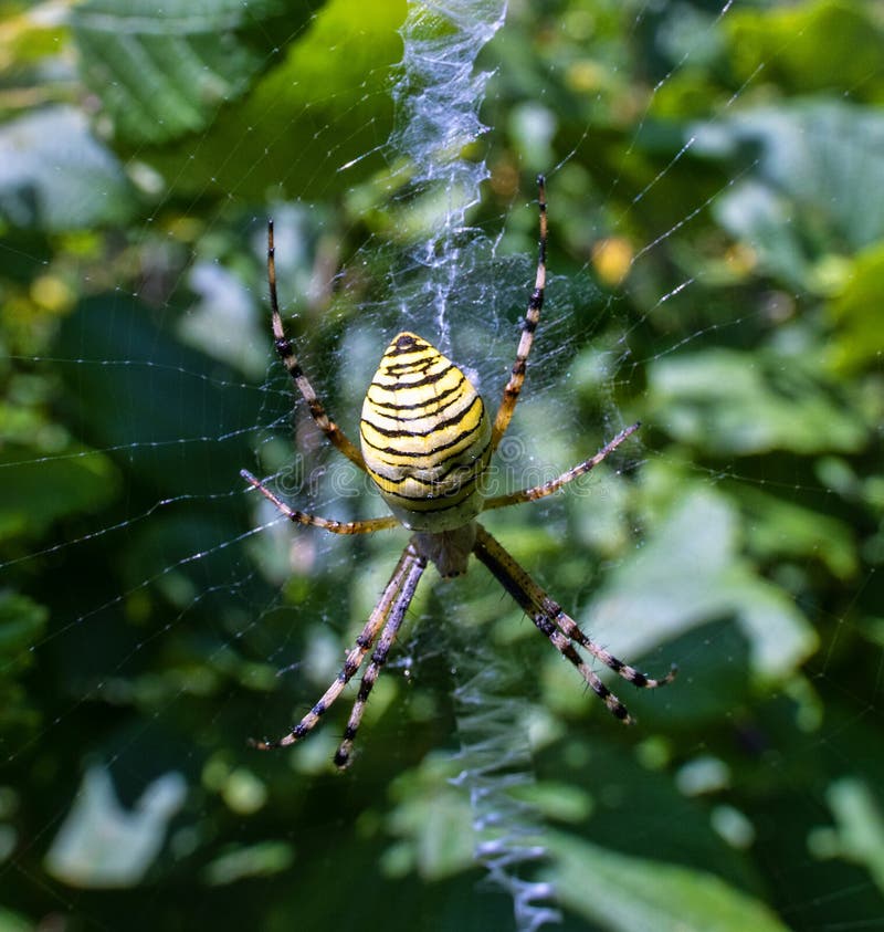The Wasp Spider Swings on a Specific Web Stock Image - Image of network ...