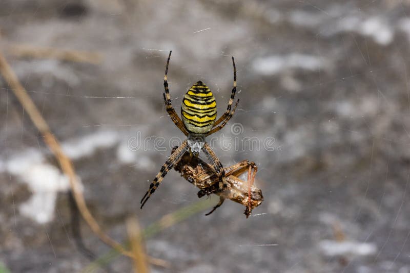Wasp Spider on the Web Eating an Insect Stock Photo - Image of insect ...