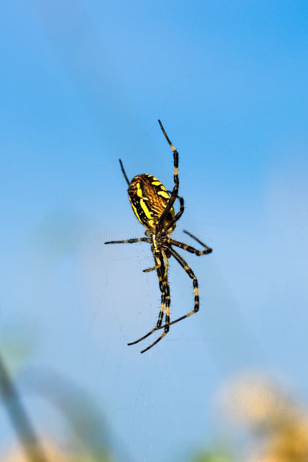 Wasp Spider in Web, Orb-weaver Spider in Close-up Macro, Argiope ...