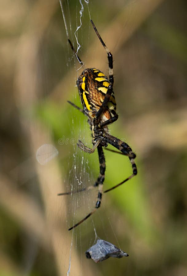 Wasp Spider in Web, Orb-weaver Spider in Close-up Macro, Argiope ...
