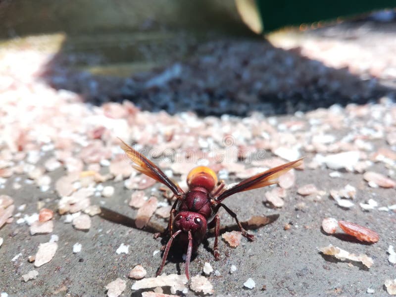 A cute wasp stock image. Image of cwasp, beautiful, cute - 202279683