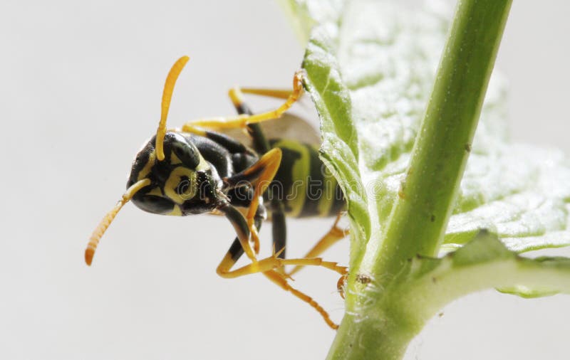 Wasp 011 stock image. Image of majorca, shot, polen, closeup - 58869299