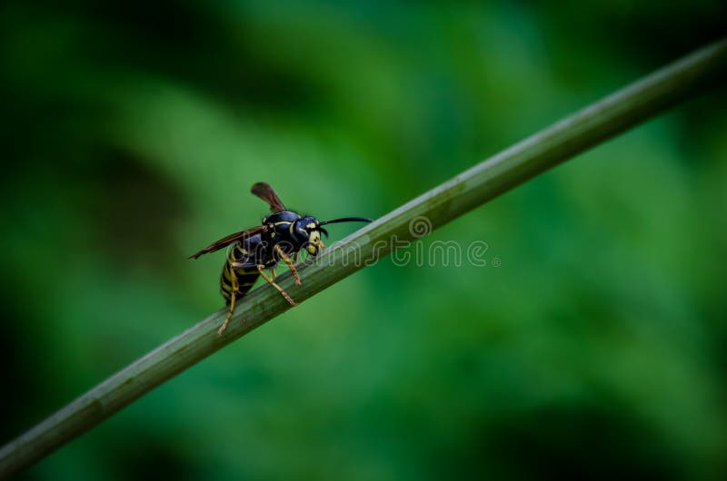 Wasp on a Straw stock image. Image of yellow, hornet - 98802767