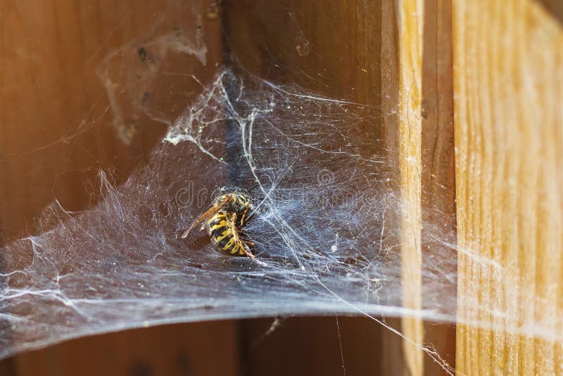 Wasp Stuck in a Spider Web. Stock Photo - Image of beautiful, pattern ...
