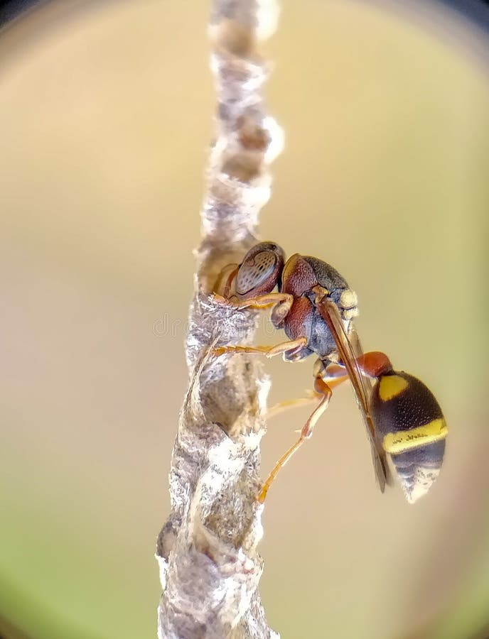 Wasp stock image. Image of macrophotography, closeup - 132814901