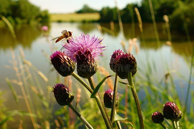 Wasp on a thistle stock photo. Image of lagoon, reservoir - 359800968