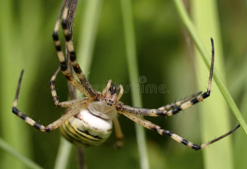 Wasp-Tiger Spider stock photo. Image of dangerous, macrophotography ...