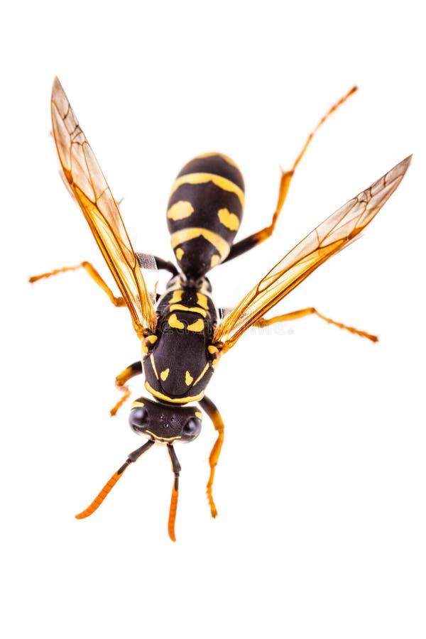 Wasp top view stock photo. Image of animal, needle, dangerous - 86802924
