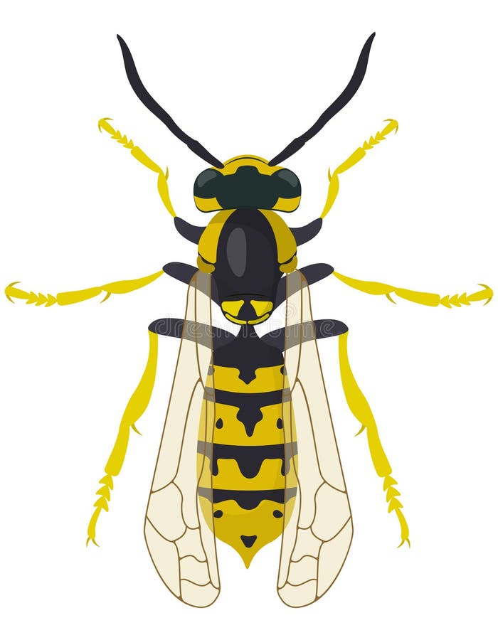 Wasp top view stock illustration. Illustration of animal - 193537222