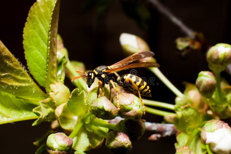 Wasp on the tree stock photo. Image of eyes, wings, predator - 77218888