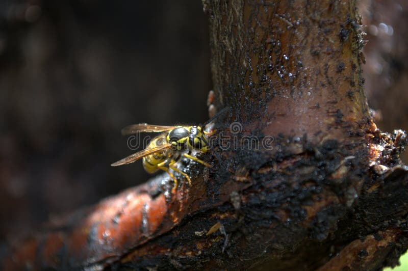 Wasp on a tree #1 stock photo. Image of spotlight, wasp - 57595256