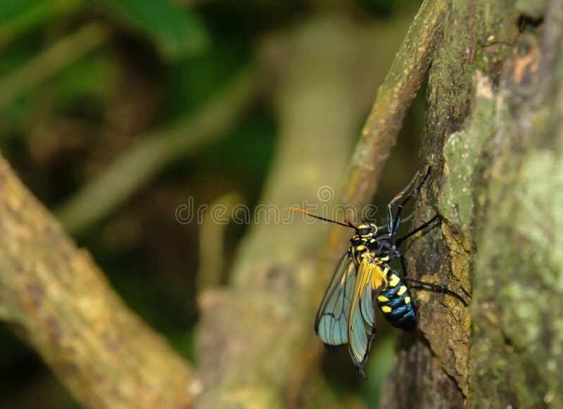 Wasp stock image. Image of macro, wildlife, closeup, dirt - 66123863
