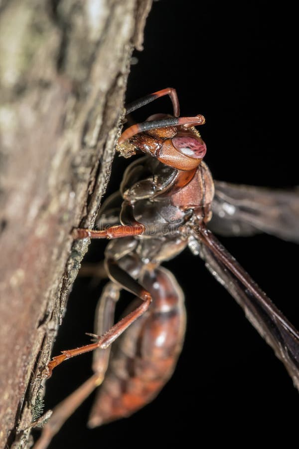 Wasp in the Trunk of Tree Extreme Close Up Stock Image - Image of ...