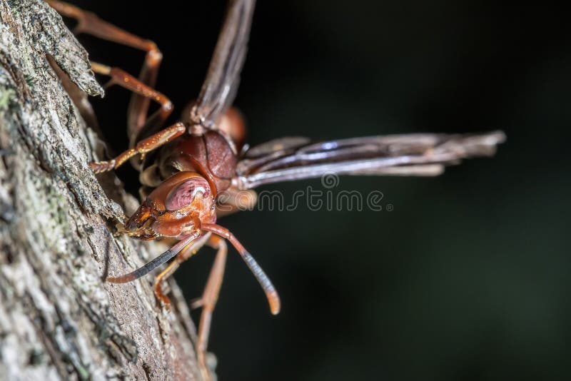 Wasp in the Trunk of Tree Extreme Close Up Stock Image - Image of ...
