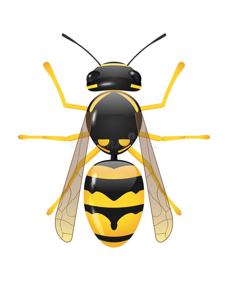 Wasp Stock Illustrations – 21,967 Wasp Stock Illustrations, Vectors ...