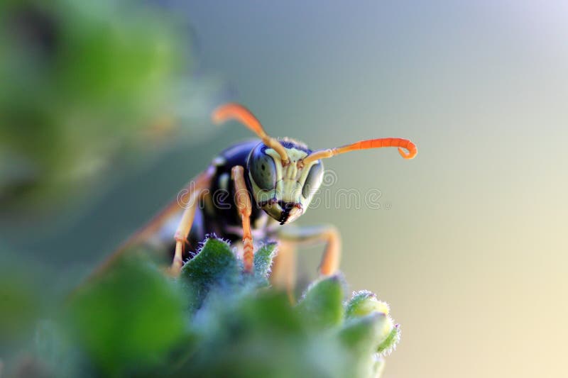 Wasp in the vegetation stock photo. Image of insect, nature - 48245766