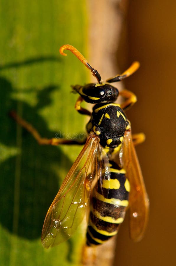 Wasp (Vespinae) stock image. Image of spring, pest, pollen - 24257465