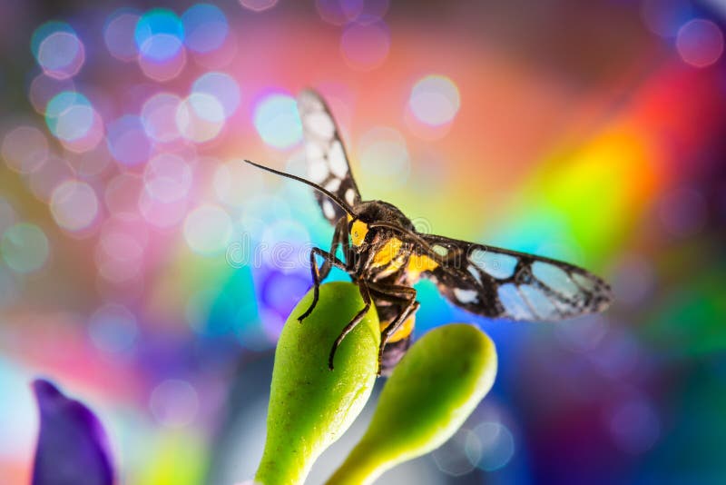 Rainbow Wasp Stock Photos - Free & Royalty-Free Stock Photos from ...