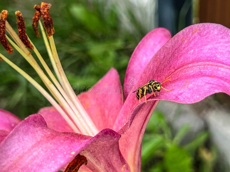 A Wasp Walking on a Red Flower Petal in Close-up Stock Photo - Image of ...