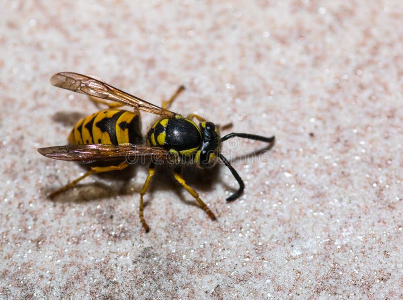 Wasp on wall stock image. Image of vespula, macro, summer - 84821603
