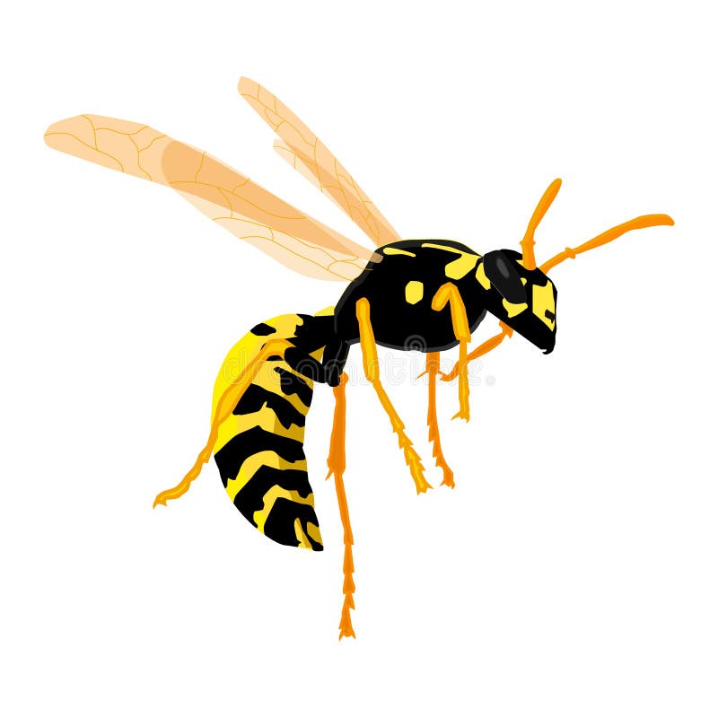Wasp Stock Illustrations – 32,412 Wasp Stock Illustrations, Vectors ...