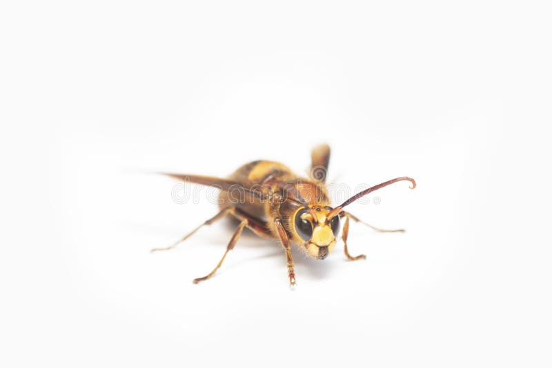 Wasp on White Background. stock photo. Image of environment - 168326676