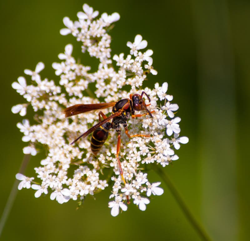 Wasp on white wildflower stock photo. Image of nature - 194232510