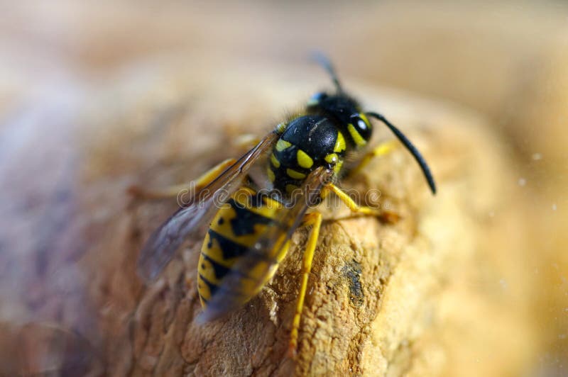 Wasp - a Wild Insect in Black and Yellow Stripes with a Sting Walking ...
