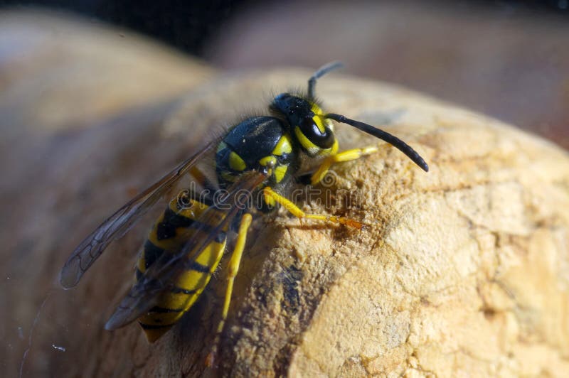 Wasp - a Wild Insect in Black and Yellow Stripes with a Sting Walking ...