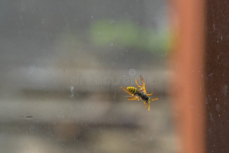 Wasp on the window glass stock image. Image of background - 259563139
