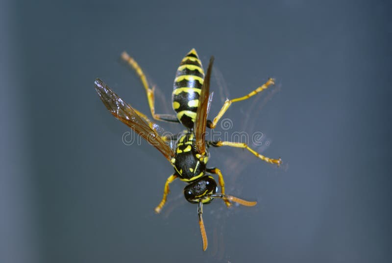 Wasp on the window stock image. Image of window, insect - 129278789