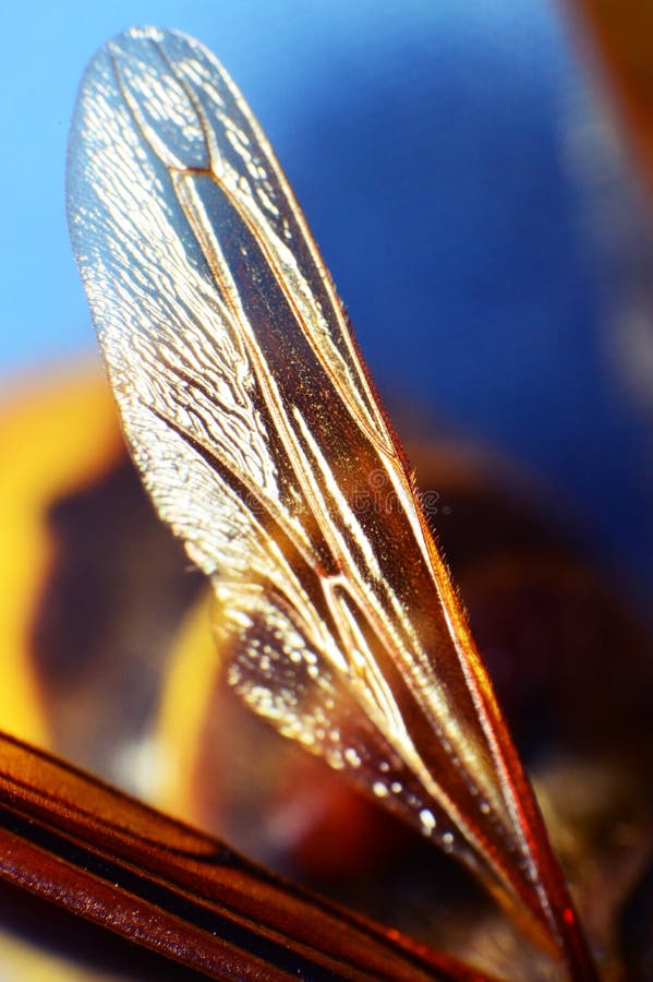 Wasp wing stock image. Image of macro, nest, studio, detailed - 65739895