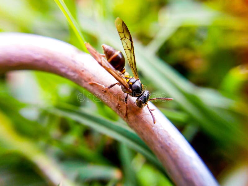 Wasp stock photo. Image of wire, antenna, black, wasp - 103013664