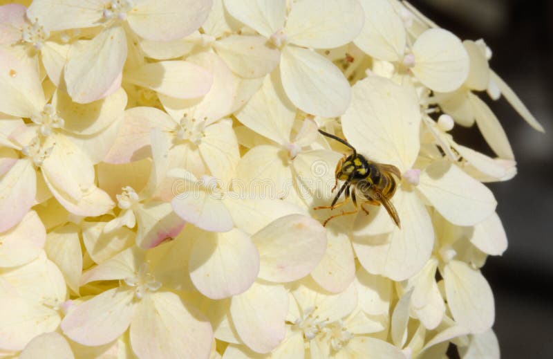 Wasp Yellowjacket on White Summer Hydrangea Blossom Flower Stock Image ...