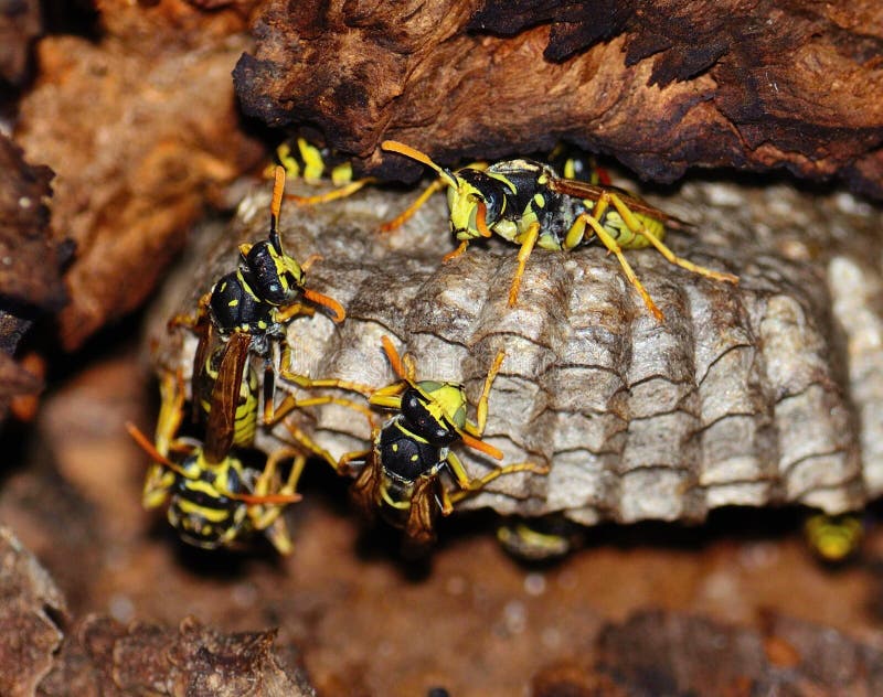 Nest of Wasps Inside Dry Tree Stock Photo - Image of ecology, live ...