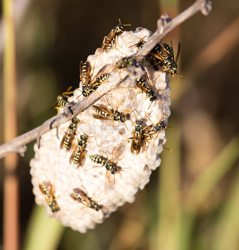 Wasps on the Aspen in the Wild Stock Photo - Image of sitting, macro ...