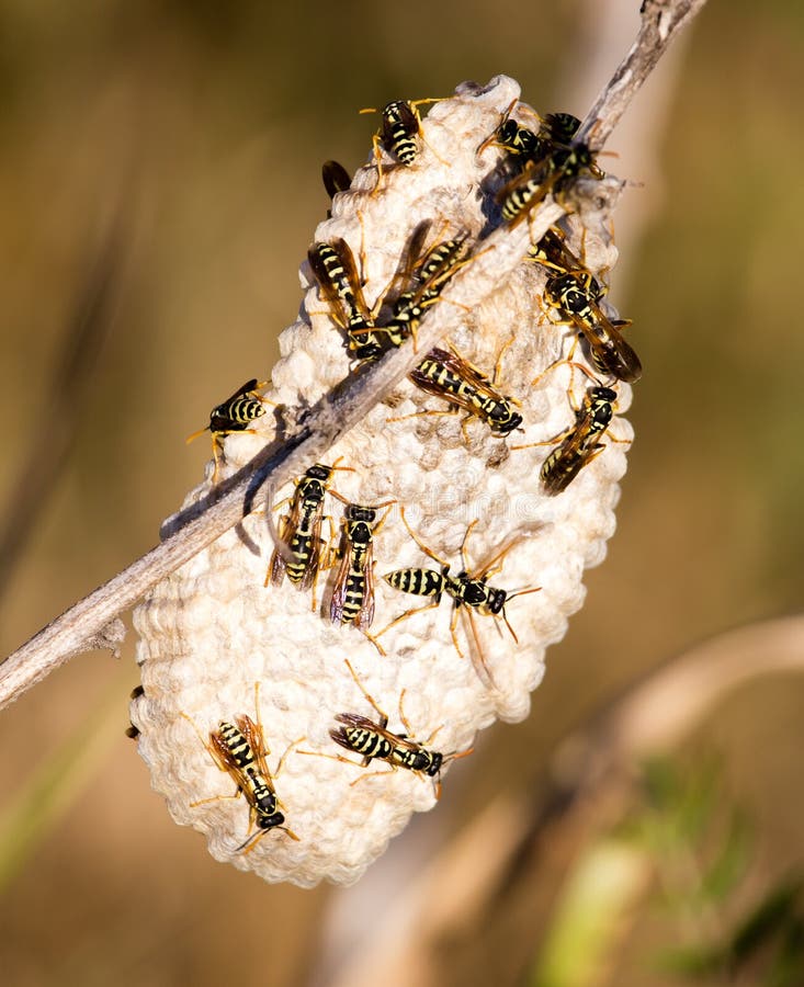 Portrait of Two Wasps in Nature Stock Image - Image of natural, head ...