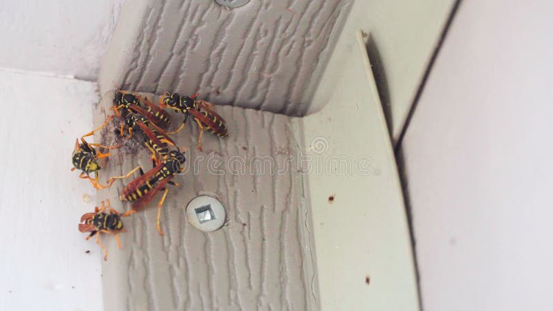 Wasps Build a Nest Under the Roof of a House Stock Video - Video of ...