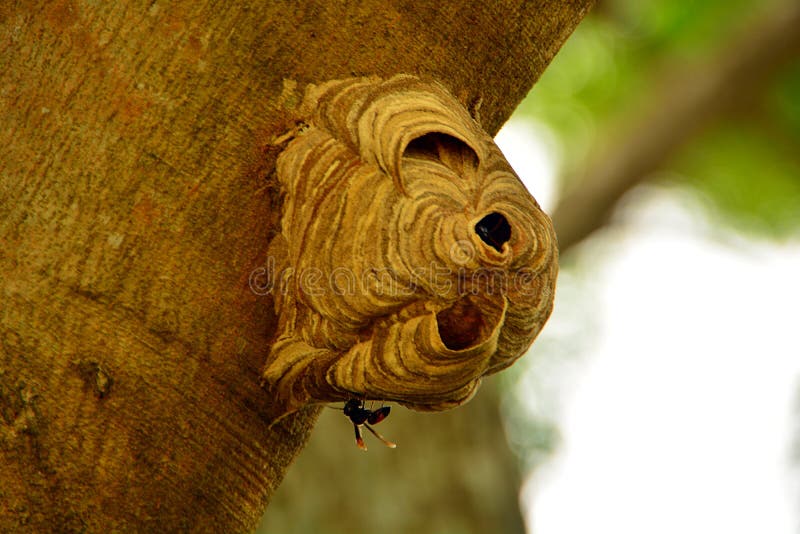 Tiger Wasps Stock Photos - Free & Royalty-Free Stock Photos from Dreamstime