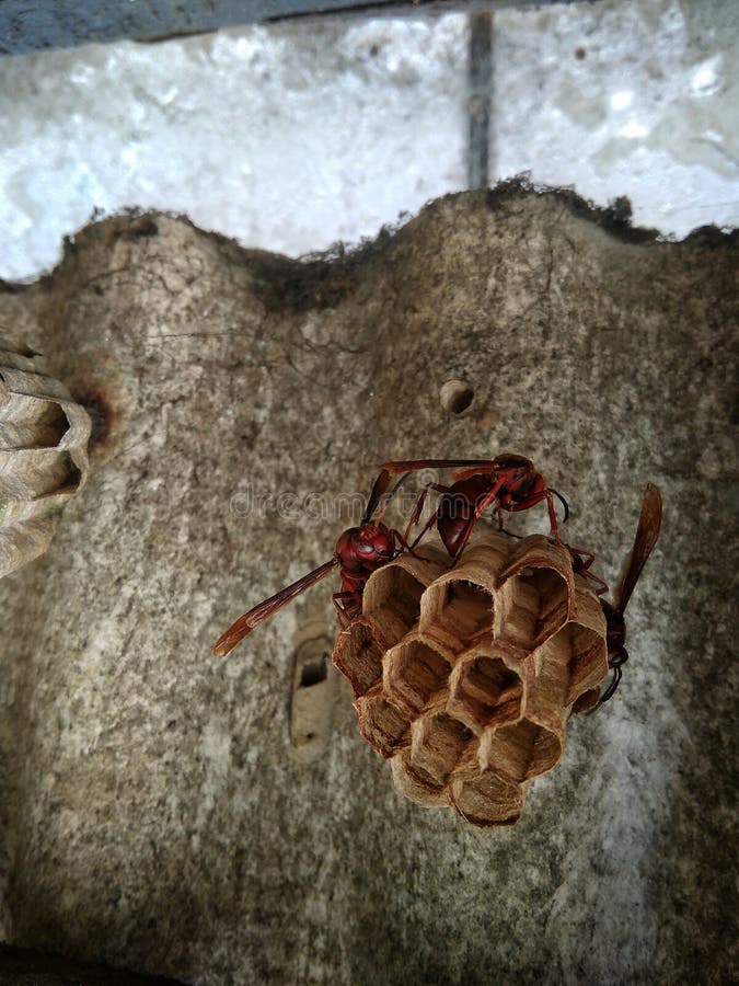 Wasps build their nests stock image. Image of pollinator - 210801223