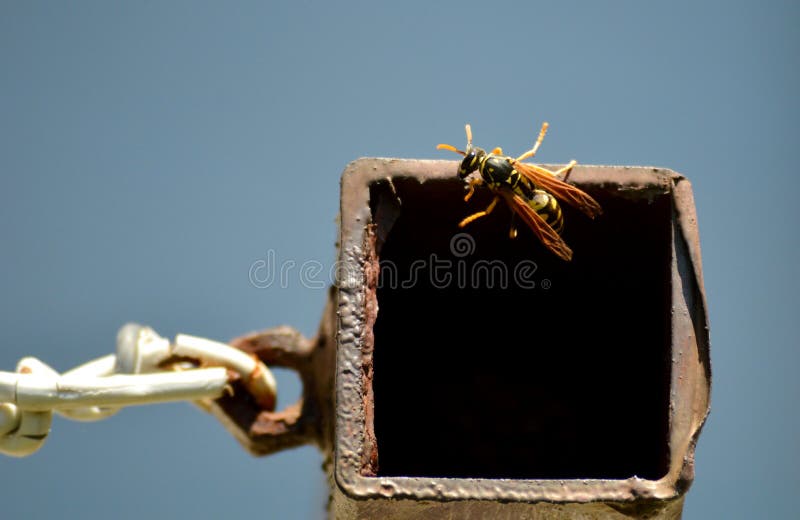 Wasps Built a Nest in a Metal Pipe Stock Image - Image of nest, pipe ...