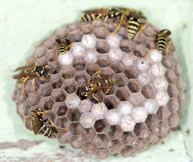 Wasps on comb. close stock image. Image of close, macro - 107607493
