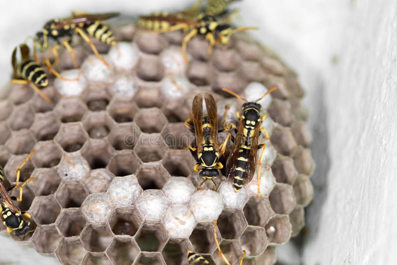 Wasps on comb stock photo. Image of closeup, hornet - 104184080