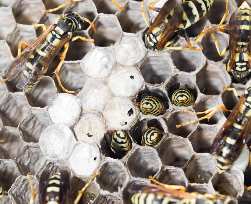Wasps on comb in nature stock image. Image of queen, macro - 94530695