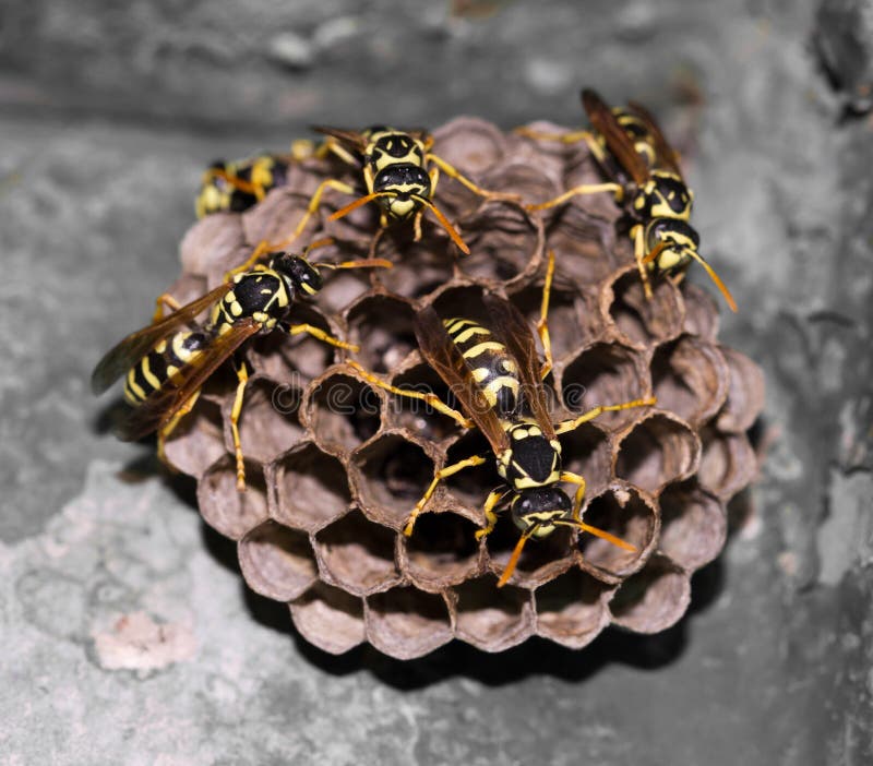 Wasps on comb stock photo. Image of larvae, paper, nest - 88661202