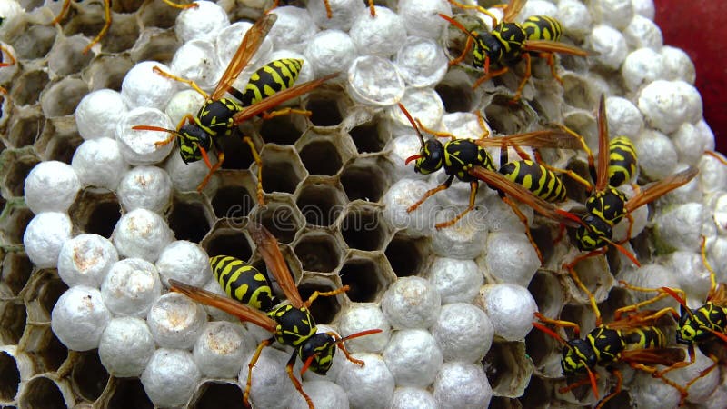 Wasps on Combs with Larvae Feed and Protect Young Wasps Stock Video ...