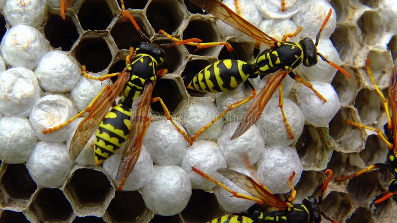 Wasps on Combs with Larvae Feed and Protect Young Wasps Stock Video ...