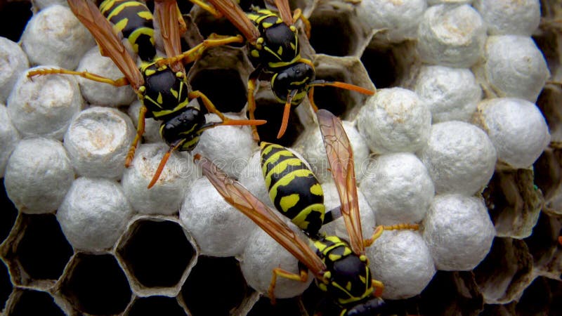 Wasps on Combs with Larvae Feed and Protect Young Wasps Stock Footage ...