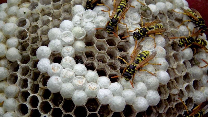 Wasps on Combs with Larvae Feed and Protect Young Wasps Stock Video ...