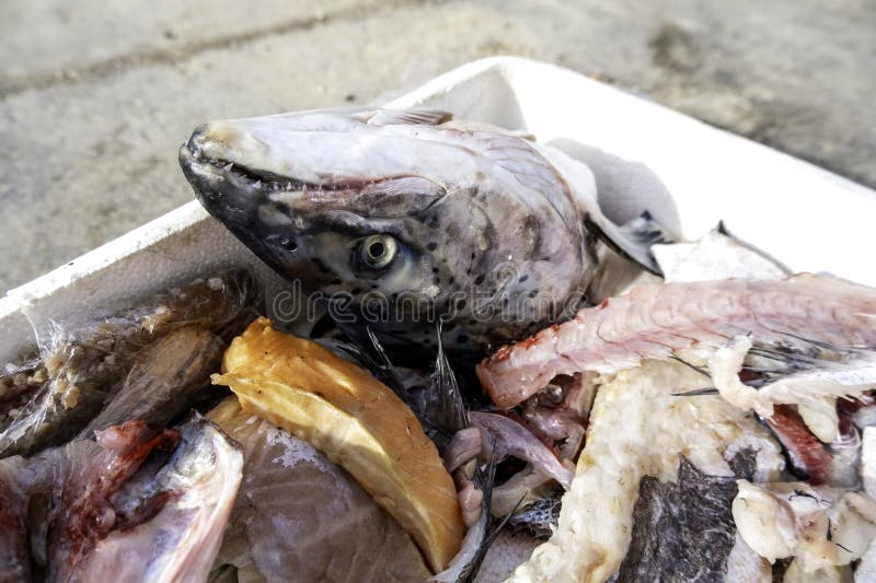 Wasps on dried fish stock photo. Image of healthy, antenna - 296187340